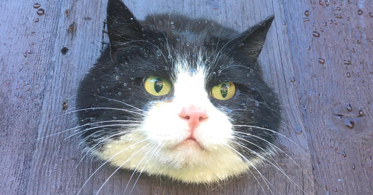 Daily Afternoon Randomness (50 Photos) – Whatfinger Daily